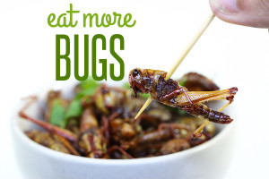 The Bug Banquet: Serving Sustainability in a Cricket Pesto Flatbread